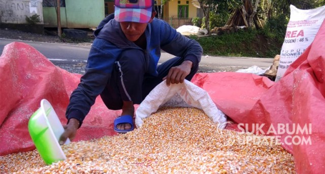 Awal Masa Panen Jagung di Cidolog Sukabumi, Harga Belum Naik | kumparan.com