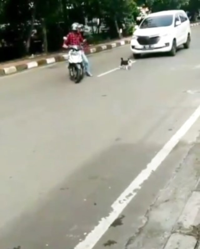 Membantu Kucing Menyebrang Jalan, Para Pengendara Ini Justru Tercengang ...