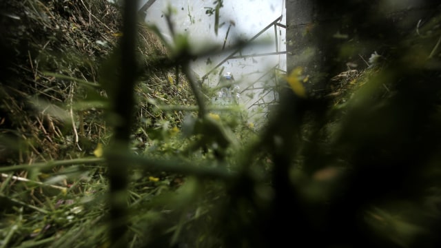 Foto: Petani di Kosta Rika Musnahkan Bunga Komoditi Ekspor Akibat ...