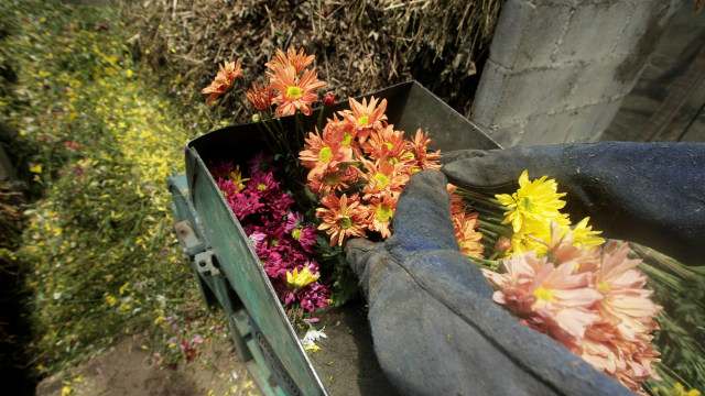 Akibat Wabah Corona, Petani di Kosta Rika Musnahkan Bunga Komoditi ...