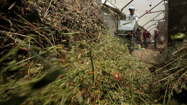 Foto: Petani di Kosta Rika Musnahkan Bunga Komoditi Ekspor Akibat ...