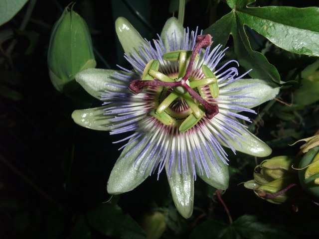 5 Manfaat Bunga Passiflora Bagi Kesehatan | kumparan.com