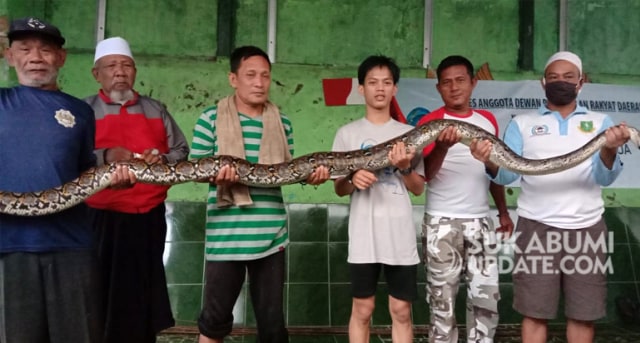 Ular Sanca Batik Sepanjang 3 Meter Gegerkan Warga Gunungpuyuh Kota ... Ular Sanca Batik Sepanjang 3 Meter Gegerkan Warga Gunungpuyuh Kota ...