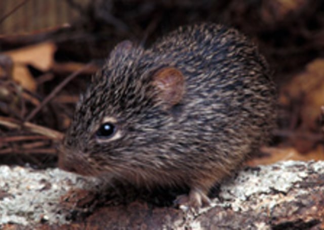 Sejarah Kelam Black Death, Pandemi yang Nyaris Memusnahkan Eropa ...