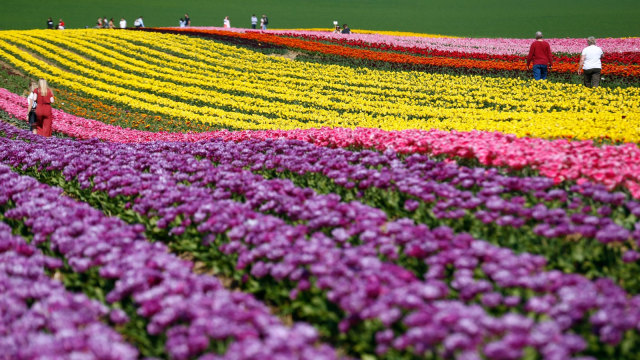Foto: Keindahan Hamparan Bunga Tulip Bermekaran di Jerman | kumparan.com