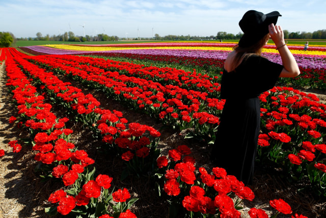 Foto: Keindahan Hamparan Bunga Tulip Bermekaran di Jerman | kumparan.com