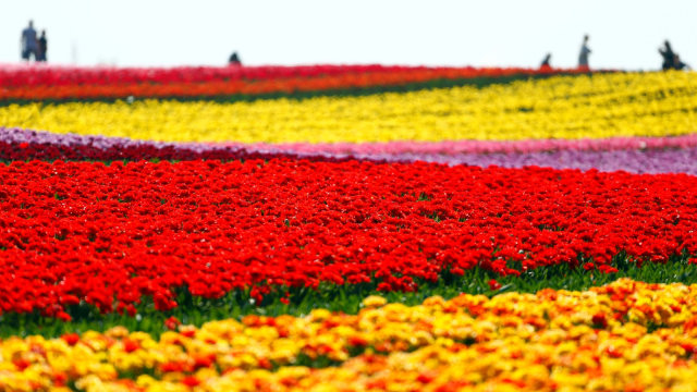 Foto: Keindahan Hamparan Bunga Tulip Bermekaran di Jerman | kumparan.com
