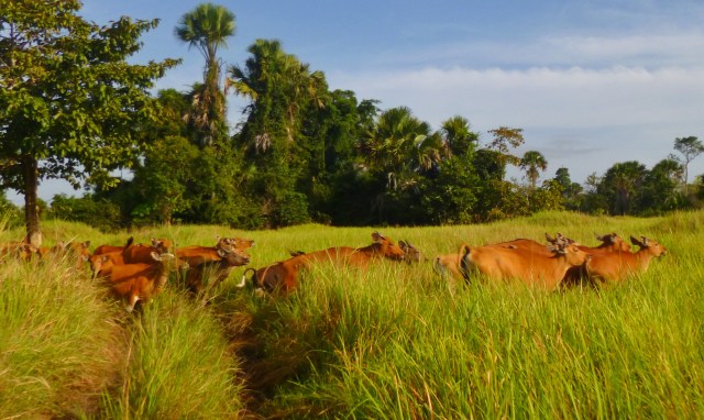 Taman Nasional Rawa Aopa Watumohai yang Memesona | kumparan.com