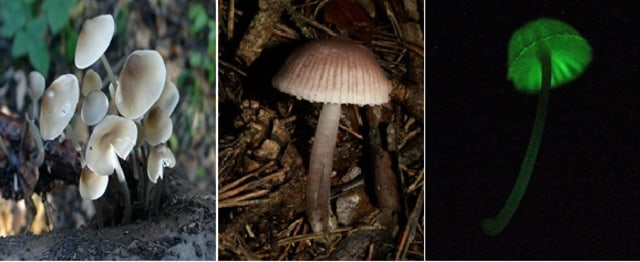 Mengenal Bioluminescent, Jamur yang Bersinar dalam Gelap | kumparan.com