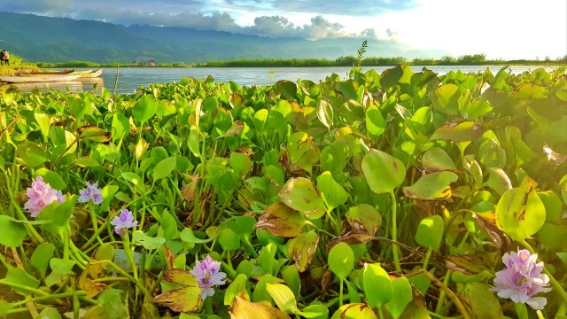 Tuliskan Tahap Awal Eceng Gondok untuk Dapat Menjadi Bahan Baku ...