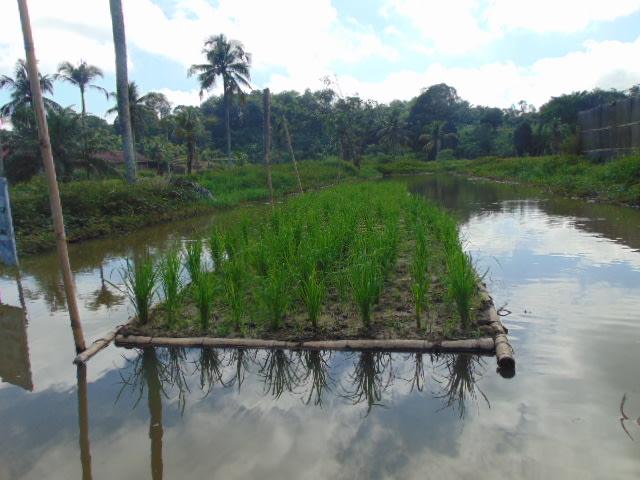 Daerah Langganan Banjir, Warga Kampung Iklim Pekalongan Bertani Padi ...