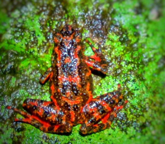 5 Tahun Menghilang, Kodok Merah Muncul Lagi di Gunung Salak saat COVID ...
