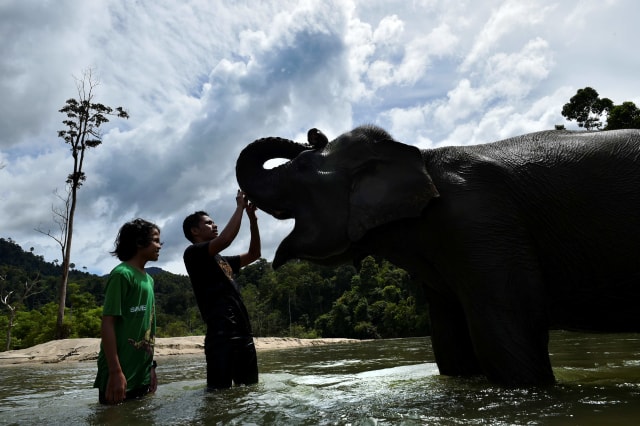 Foto: Konservasi Gajah di Sampoiniet, Aceh, Kembali Dibuka | kumparan.com