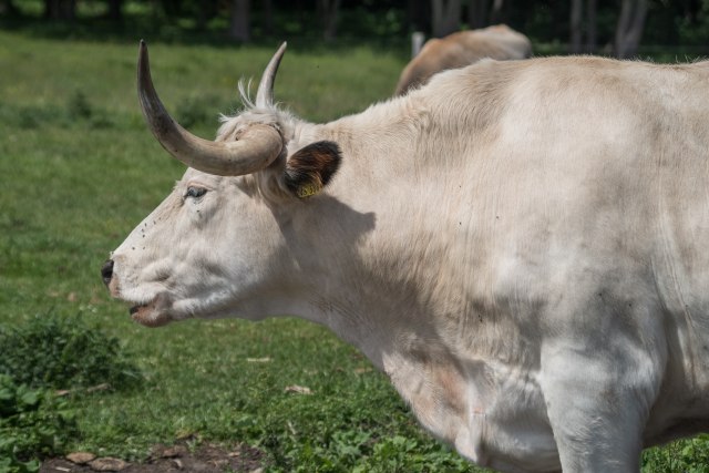 Jahat Banget, Rahang Sapi yang Tengah Hamil Hancur Usai Diberi Pakan ...