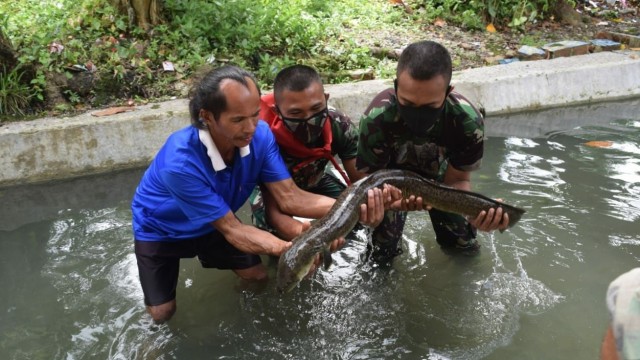 Melihat Aksi TNI Merawat Belut Raksasa Morea, Hewan Keramat di Maluku ...