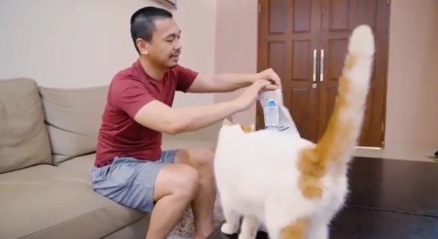 7 Selebritis Tanah Air Pecinta Kucing | kumparan.com