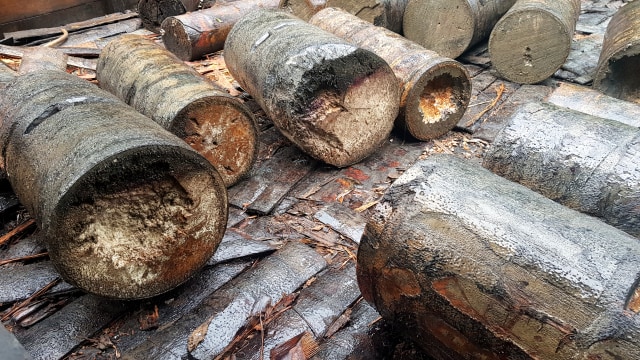 Foto: Mengolah Sagu Secara Tradisional di Lingga | kumparan.com