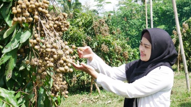 Panen Rezeki dari Kelengkeng Kateki | kumparan.com