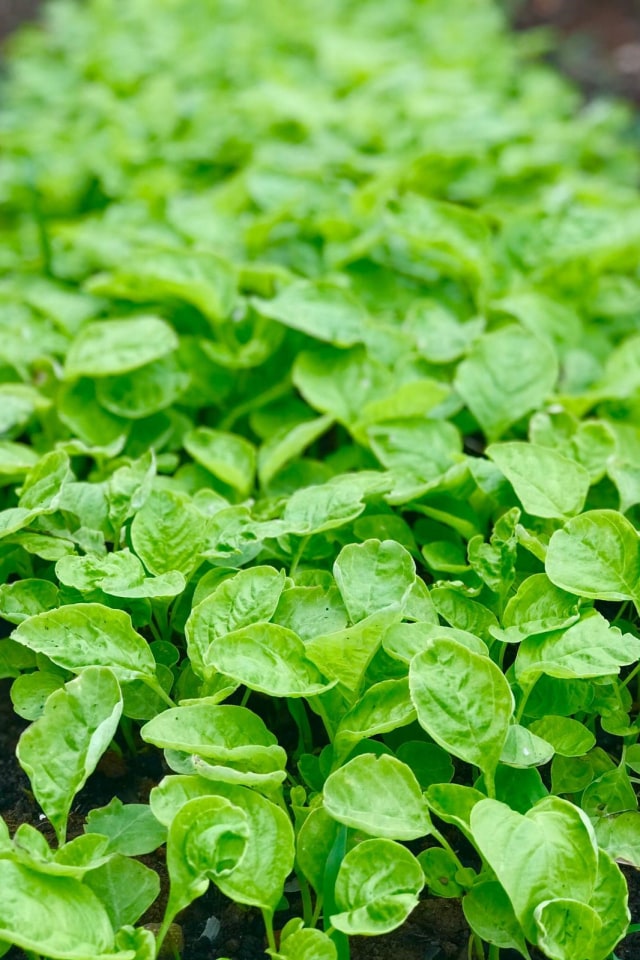 Kisah Dosen di Aceh: Antisipasi Krisis Pangan Akibat Pandemi dengan ...