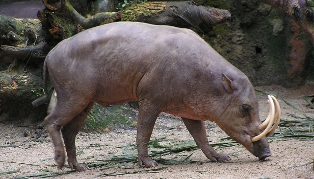 Mengenal Babi Rusa, Hewan Langka yang Hanya Ada di Sulawesi | kumparan.com