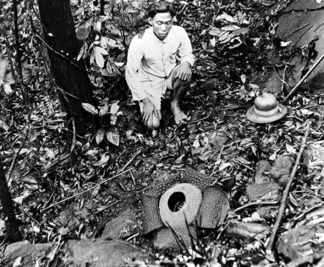 Bukan Thomas Raffles, Ternyata Ini Penemu Pertama Bunga Bangkai ...