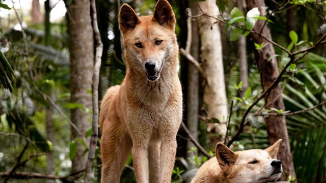 Mengenal Anjing dalam 5 Fakta Biologis | kumparan.com
