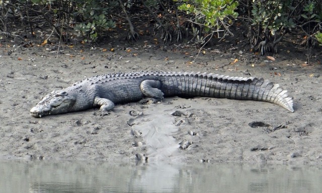 9 Hewan Terbesar di Dunia, Ada yang Panjangnya Mencapai 30 Meter ...