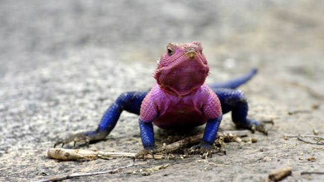 Agama Mwanzae, Kadal Spiderman di Afrika Timur | kumparan.com