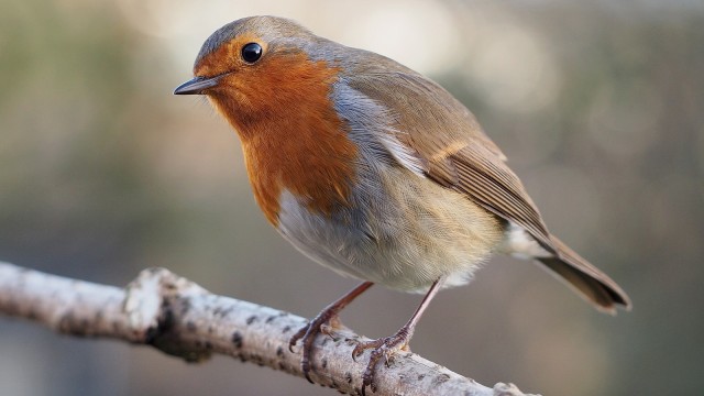 Burung Robin dan Cerita Mistis di Sekitarnya | kumparan.com