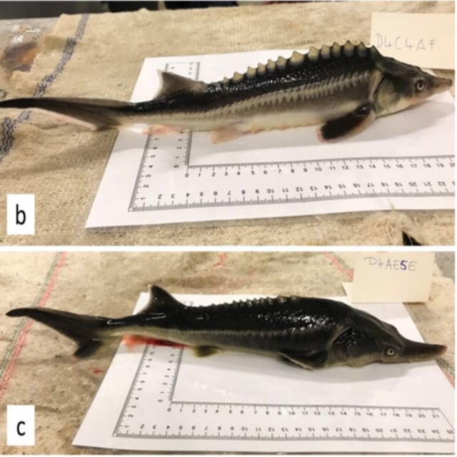 Ikan Hybrid Ini Diciptakan Tak Sengaja oleh Ilmuwan, Begini Wujudnya ...