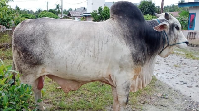 Sapi Kurban Presiden Jokowi dari Donggala, Namanya Roy | kumparan.com