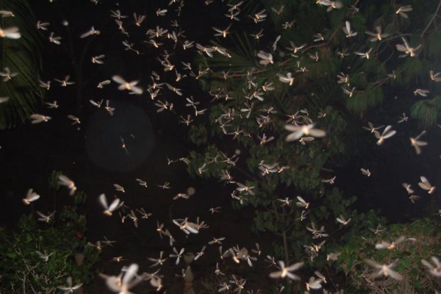 Fakta Menarik Pertaruhan Hidup Laron dalam Semalam: Kawin atau Mati ...