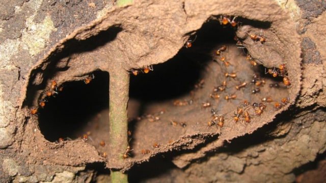 Fakta Menarik Pertaruhan Hidup Laron dalam Semalam: Kawin atau Mati ...