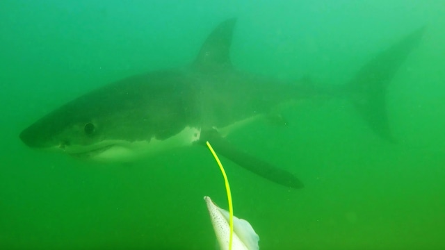 Foto: Penelitian Hiu Putih di Pantai California Selatan | kumparan.com