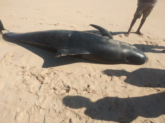 12 Ekor Paus Pilot Whale Terdampar di Sabu Raijua | kumparan.com