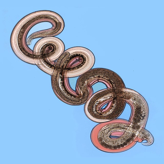 Ilmuwan Berhasil Hidupkan Hewan yang Terkubur 42.000 Tahun | kumparan.com