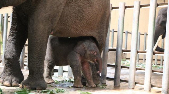 Lucunya Bayi Gajah Sumatera yang Lahir di Taman Safari Prigen Ini | kumparan.com
