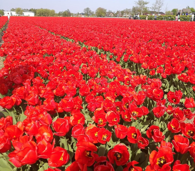 Belanda, Negeri Pecinta Bunga | kumparan.com