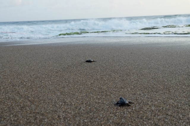 Menilik Ketangguhan Anak Penyu Melawan Ancaman Predator | kumparan.com