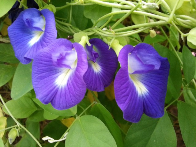 Mengenal Bunga-bunga yang Aman Dimakan dan Beracun (Bag. 1) | kumparan.com