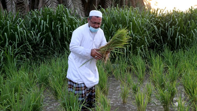 Foto: Menanam Padi di Oasis Al-Ahsa, Arab Saudi | kumparan.com