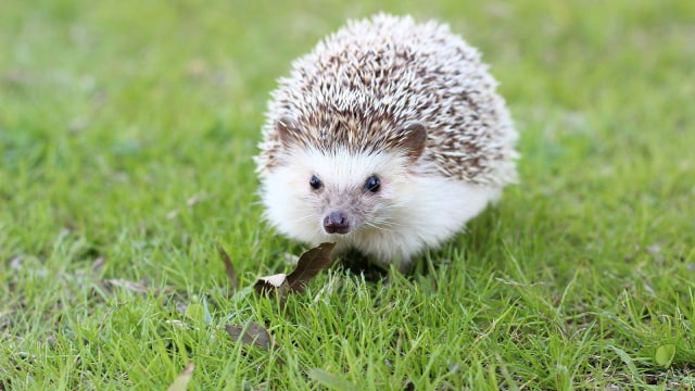 4 Fakta Landak Susu yang Harus Kamu Ketahui Sebelum Memeliharanya ...