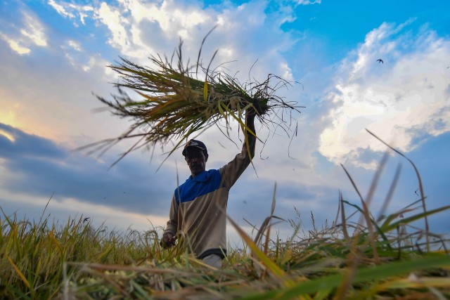 Foto: Semarak Petani Memanen Padi di Masa Pandemi | kumparan.com
