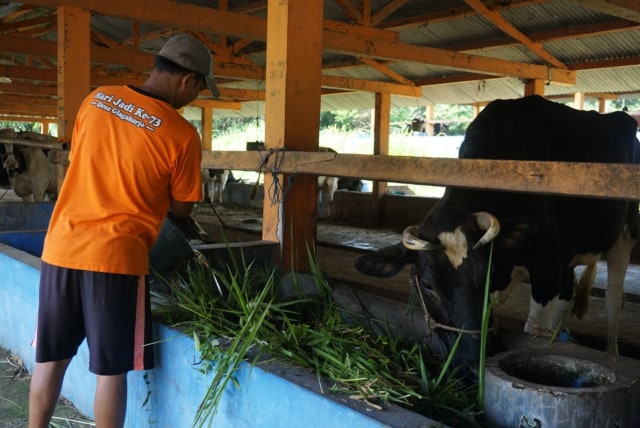 Sapi di Lereng Gunung Merapi Sleman Mulai Diungsikan | kumparan.com