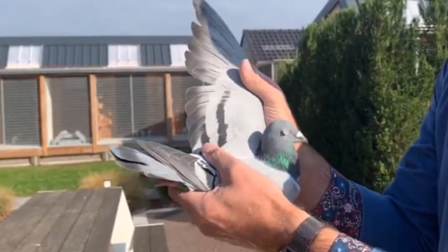 Sampai Punya Bodyguard, Ini Wujud Merpati Balap Seharga Rp21,7 Miliar ...