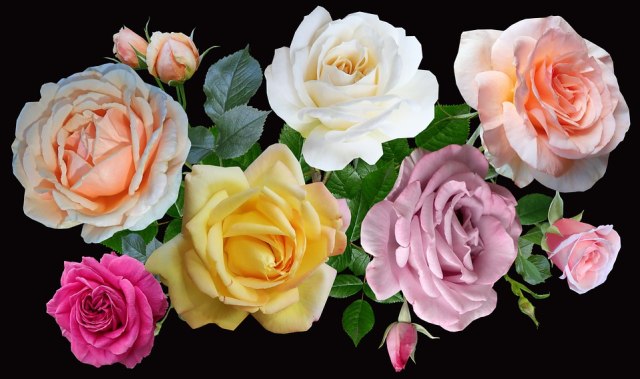 Pengertian Keanekaragaman Hayati dan Tingkatannya | kumparan.com