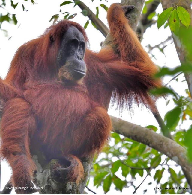 'Orangutan Caring Week' Cara Dunia Peduli Orangutan dan Habitatnya | kumparan.com