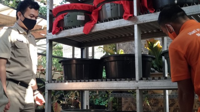 Budidaya Maggot, Kurangi Sampah Organik dan Hasilkan Keuntungan ... Budidaya Maggot, Kurangi Sampah Organik dan Hasilkan Keuntungan ...