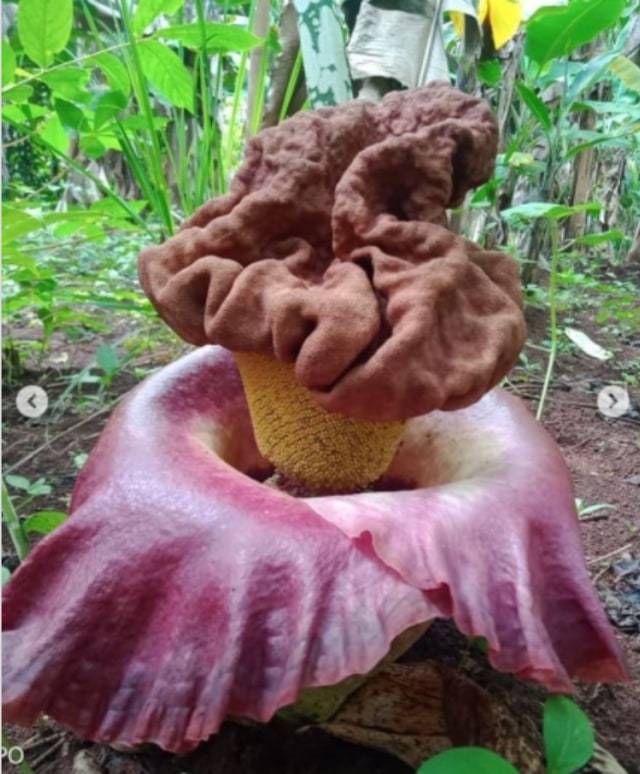 Tiga Bunga Bangkai Suweg Tumbuh di Kebun Warga di Cianjur - kumparan.com