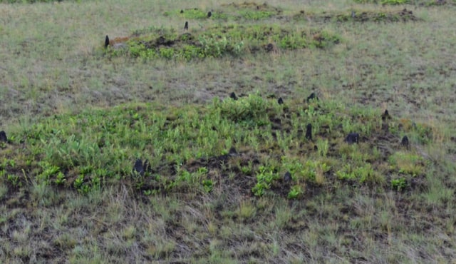 Kemunculan Pohon Bawah Tanah Sebagai Bagian dari Evolusi | kumparan.com